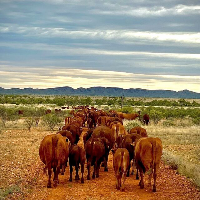 Contact – Working Cattle Stations