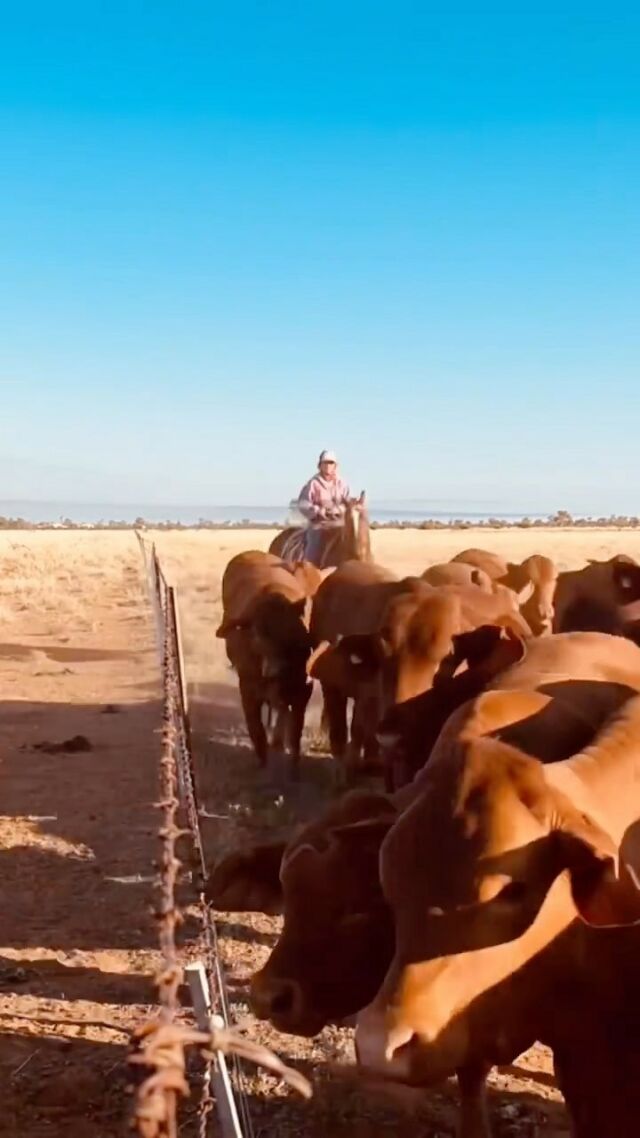 Apply for work – Working Cattle Stations